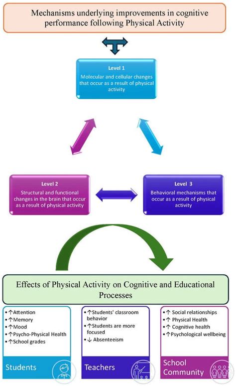 Physical Activity And Cognitive Functioning