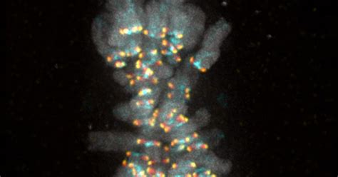 Cell Division Ensuring Accurate DNA Replication