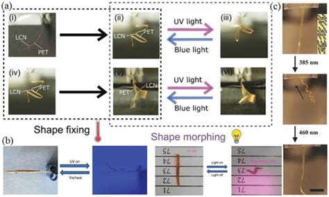 Shape‐transformation Of Lcp Structures Stimulated By Uvvis Lights Download Scientific Diagram