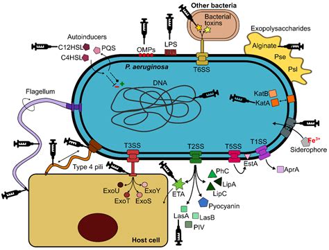 Understanding Pseudomonas Aeruginosahost Interactions The Ongoing