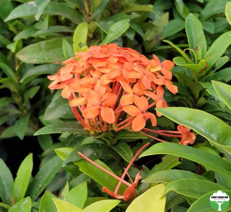Ixora Dwarf Orange Chop Ching Hin Pte Ltd