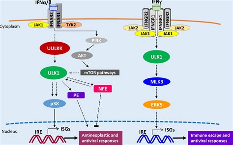 Interferon Signaling In Cancer Non Canonical Pathways And Control Of Intracellular Immune