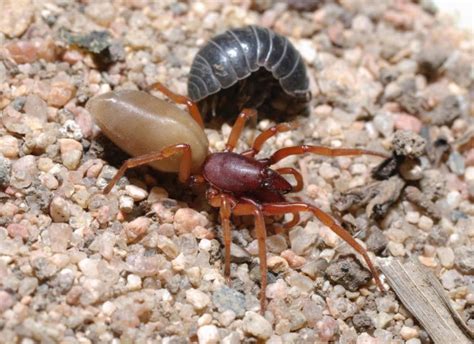 Pill Bug Spider