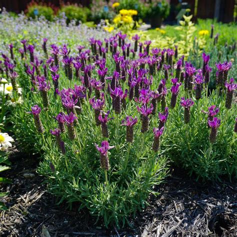 Primavera Spanish Lavender 1 Gallon Shopic