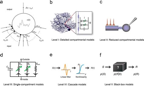 modeling of neuronal behavior a schematic of mathematical modeling of