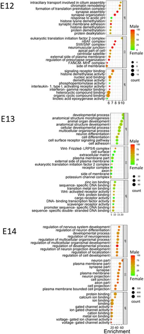 Frontiers Temporal Sex Specific Brain Gene Expression Pattern During