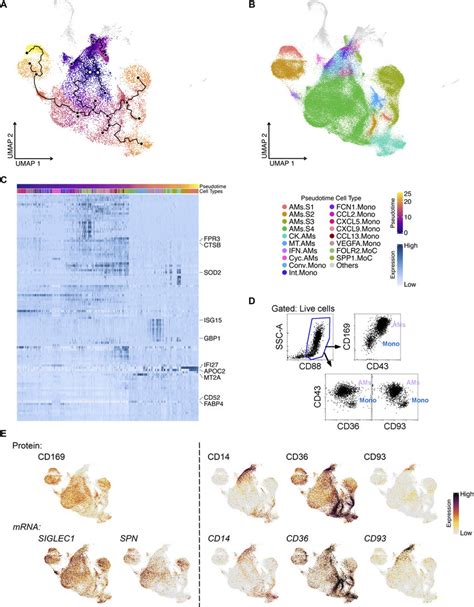 Pseudotime Analysis Of Monocytes And Macrophages In Balf A Download Scientific Diagram