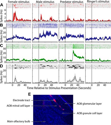 Figures And Data In Sex Specific Processing Of Social Cues In The Medial Amygdala ELife