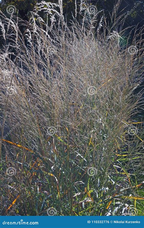 Panicum Panicgrass Is A Large Genus Of About 450 Species Of Grasses