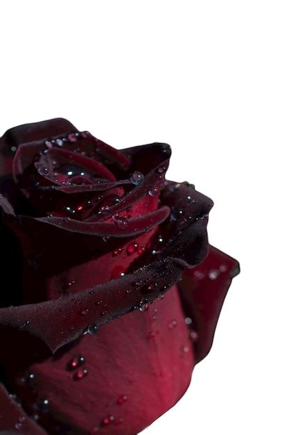 Premium Photo Beautiful Red Rose Flower Isolated On White Background Valentines Day Card Concept