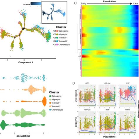 Dynamic Gene Expression Patterns Of Human Bm Mscs A Reconstructed Download Scientific Diagram