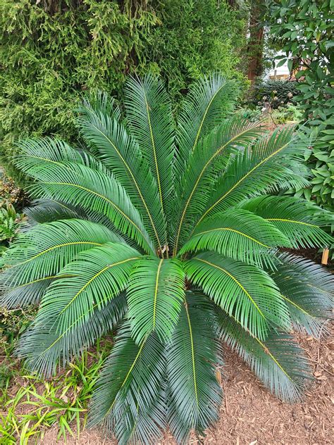 Cher Proves We Re Never Too Old For Sex Plant Spotlight Vent D Autan