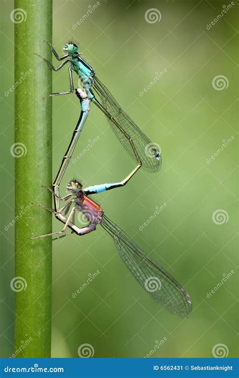 Erotic Art Stock Image Image Of Damselfly Male Blue