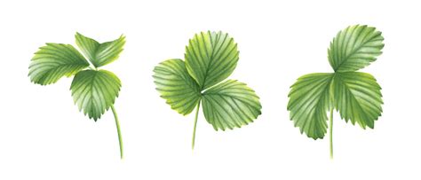 하얀 배경에 분리된 녹색 딸기 잎사귀 세트 수채화 손으로 그린 그림입니다 광고 포장 메뉴 초대장 명함 엽서 인쇄 0명에 대한 스톡 벡터 아트 및 기타 이미지 Istock