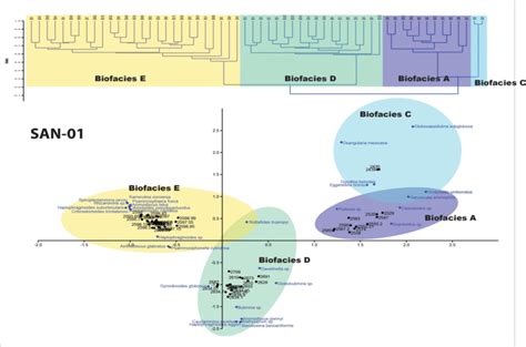 dendrogram of samples by q mode cluster and correspondence analysis