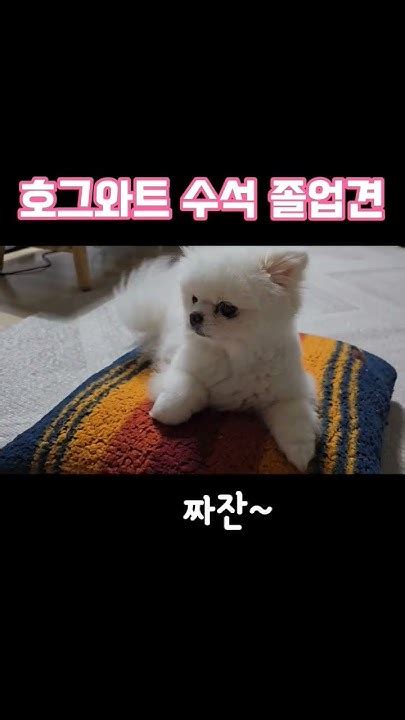 해리포터도 울고갈 마술사강아지 Shorts 강아지일상 포메라니안성격 아기강아지 마술사 해리포터 호그와트 귀여운
