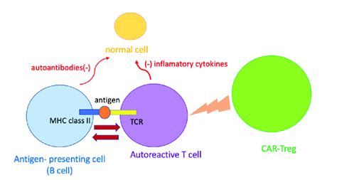 Antigen Presenting Cell Apc Presents The Antigen In Orange Via Mhc Download Scientific