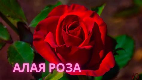Алая роза! Классный трек! - YouTube
