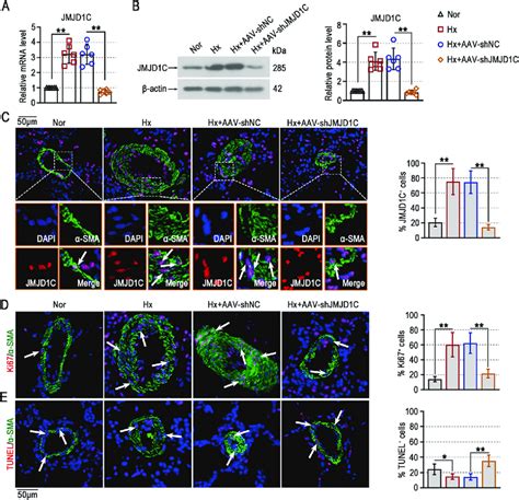Jmjd1c Knockdown Decreases Pasmc Hyperproliferation And Resistance To