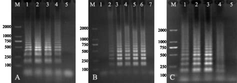 Optimization Of Lamp Reaction Conditions Download High Resolution