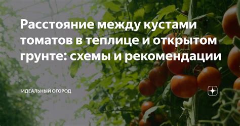 Расстояние между кустами томатов в теплице и открытом грунте схемы и рекомендации Идеальный