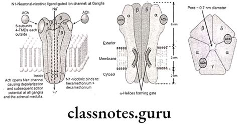 Drugs Acting On Autonomic Nervous System Notes Class Notes