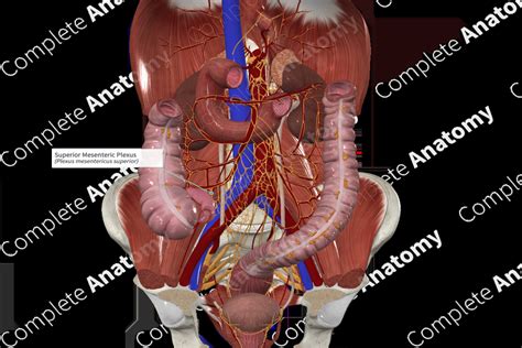 Superior Mesenteric Plexus Complete Anatomy