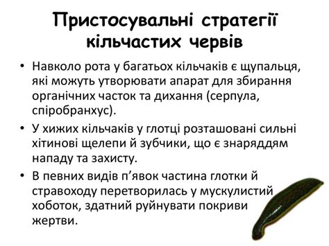 Урок 58 Кільчасті черви НУШ