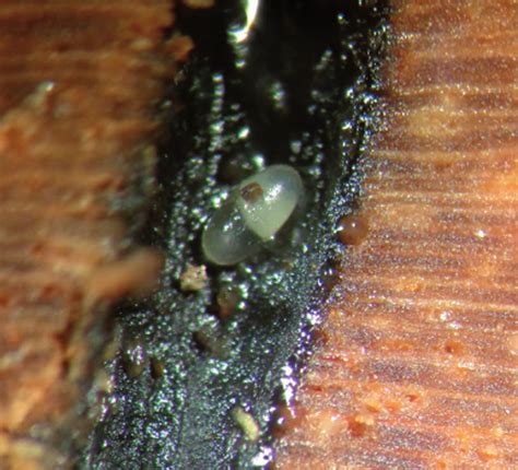 Y 2 Huevo De Xyleborus Bispinatus En El Interior De Una Galería