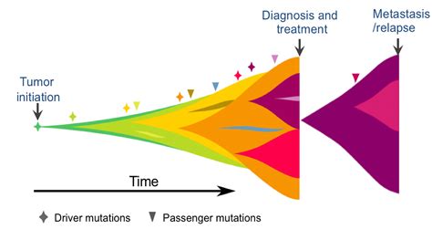 The Tempo And Mode Of Tumor Evolution Through Space And Time Hu Lab Siat Cas