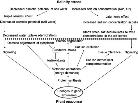 A Schematic View On Salinity Effects On Plants Osmotic Effect And