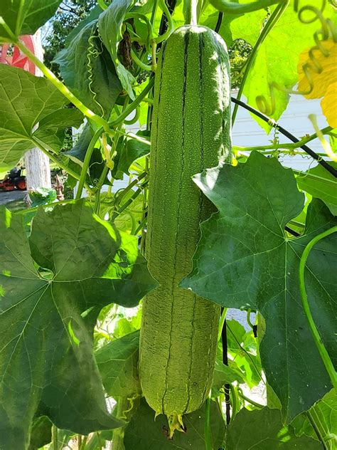 Squash Gourd Ornamental Luffa Loofah Sponge Seeds Lufa Seeds