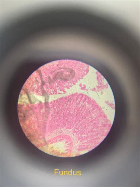 Histology Final Practicals Pdf