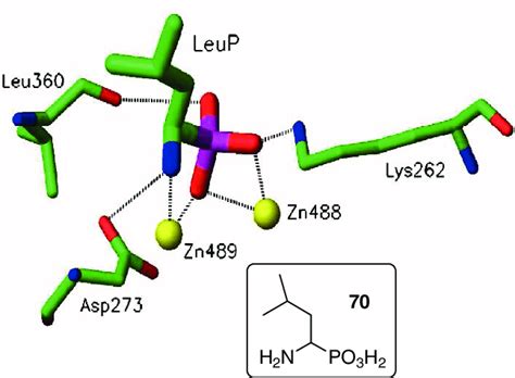 Mode Of Binding Of Phosphonic Analogue Of Leucine In The Active Site Of