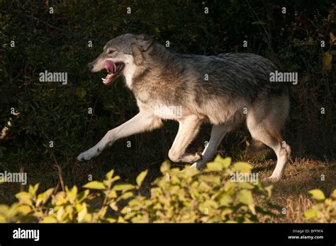 Joyful Timber Or Gray Wolf Tongue Out Running In The Woods Stock