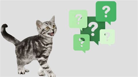 Cat Poisoning Symptoms How To Identify And Respond To Toxic Exposure