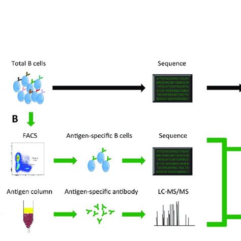 Pdf Identification Of Antigen Specific B Cell Receptor Sequences From The Total B Cell Repertoire