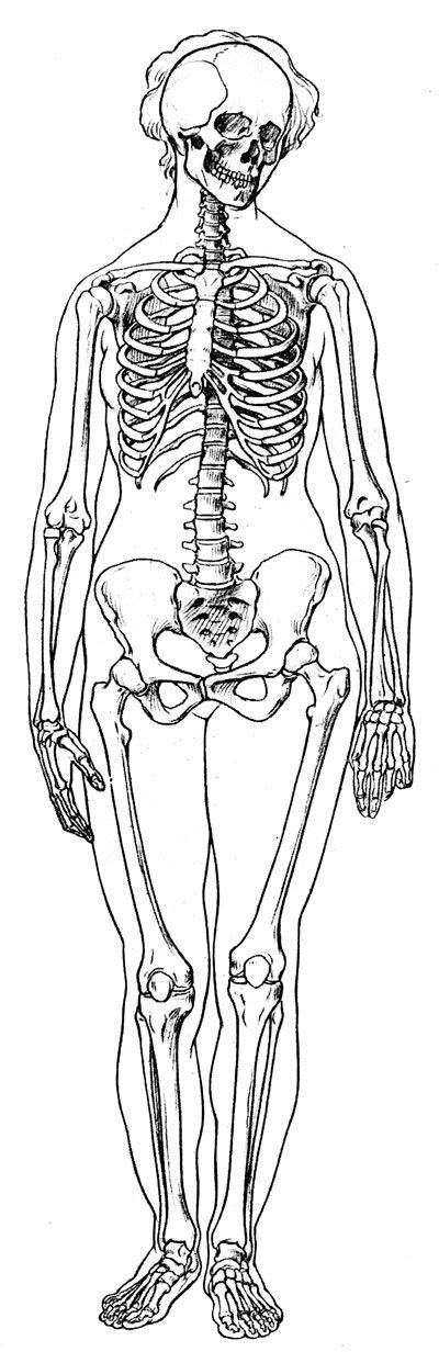 Labeled Skeletons Skeleton Drawings Female Skeleton Female Anatomy Reference