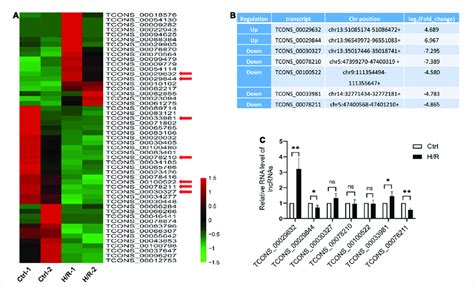 H R Alters The Expression Of Lncrnas A Heat Map Of Rna Sequencing Download Scientific