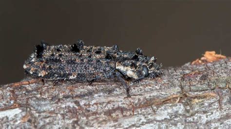 Wood Beetle Identification A Simple Guide For Homeowners