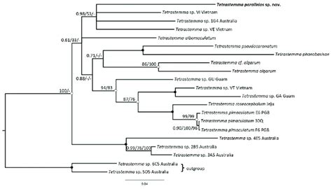 Rooted Bayesian Phylogenetic Tree Showing The Position Of Tetrastemma