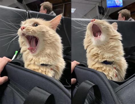 Travel Teefs Scrolller