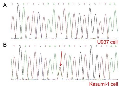 C Kit Mutation N822k Exists In Kasumi 1 Cells A The U937 Cell Line Download Scientific