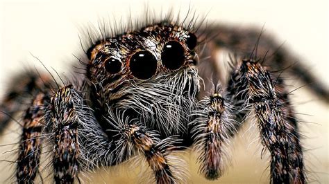 A Spider Across The Room Can Hear You Study Finds The Two Way NPR