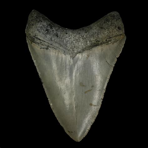 5 Reasons Fossilized Relics Like Megalodon Teeth Are Worth Thousands