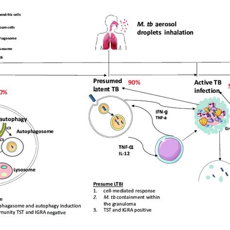 The Spectrum Of Mycobacterium Tuberculosis Infection Mycobacteria Are