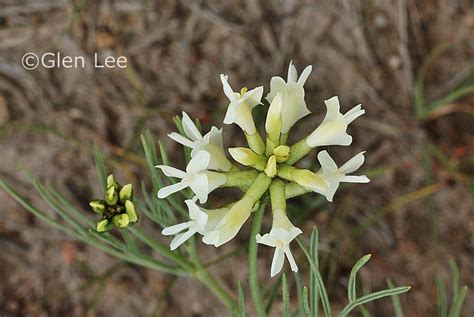 Astragalus Pectinatus Photos Saskatchewan Wildflowers