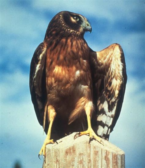 Free Picture Ferruginous Hawk Tree