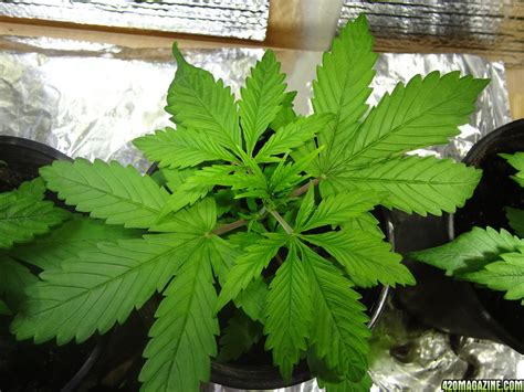 How Do I Determine A Female Sex Plant From A Male Page Magazine