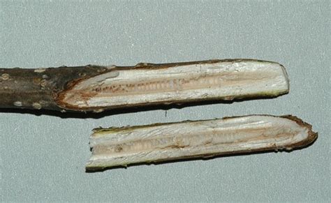 Twig Anatomy Flashcards Quizlet